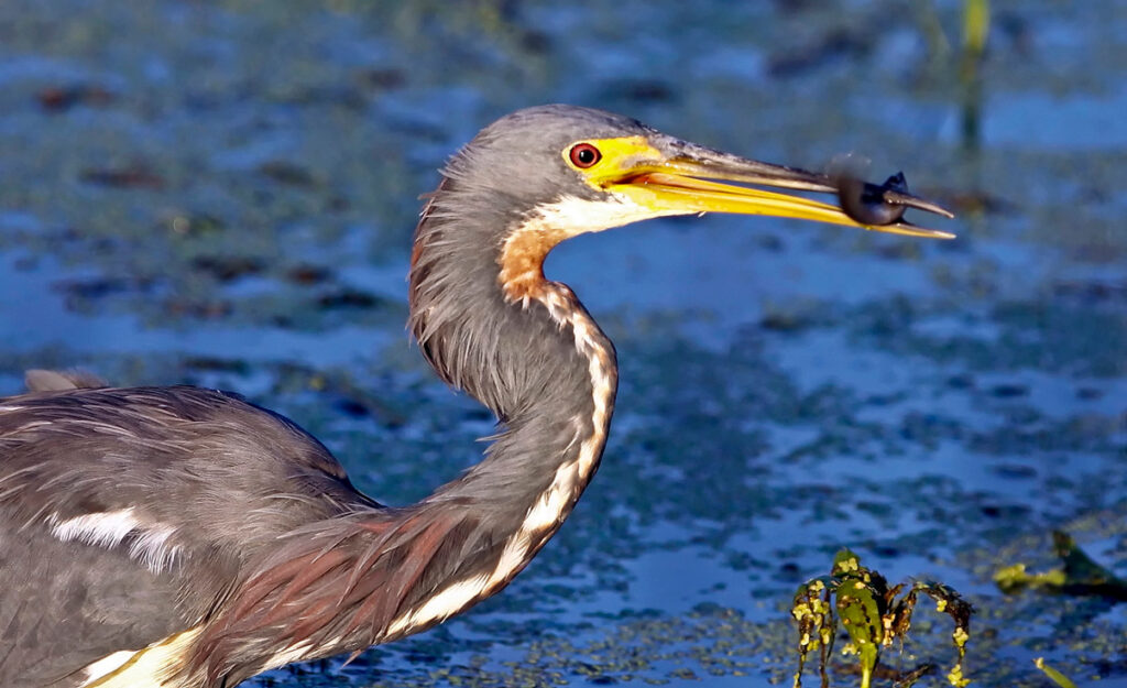 WWF urge a los líderes mundiales a lograr un acuerdo sobre ...